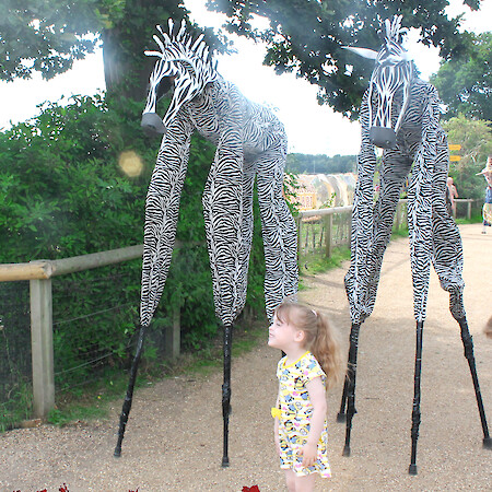 4 legged zebra stilt walkers | Heartburn Entertainment